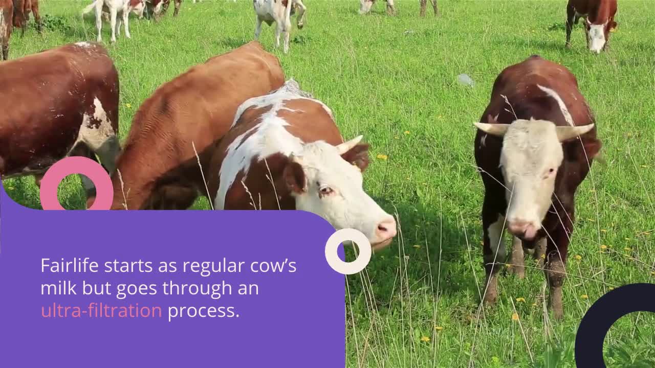 What’s the difference between fairlife and regular milk? – WFLA