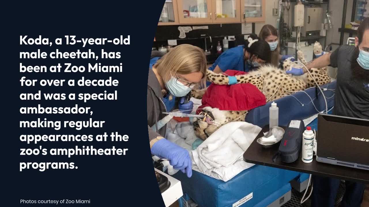 Zoo Miami cheetah gets a checkup – WFLA