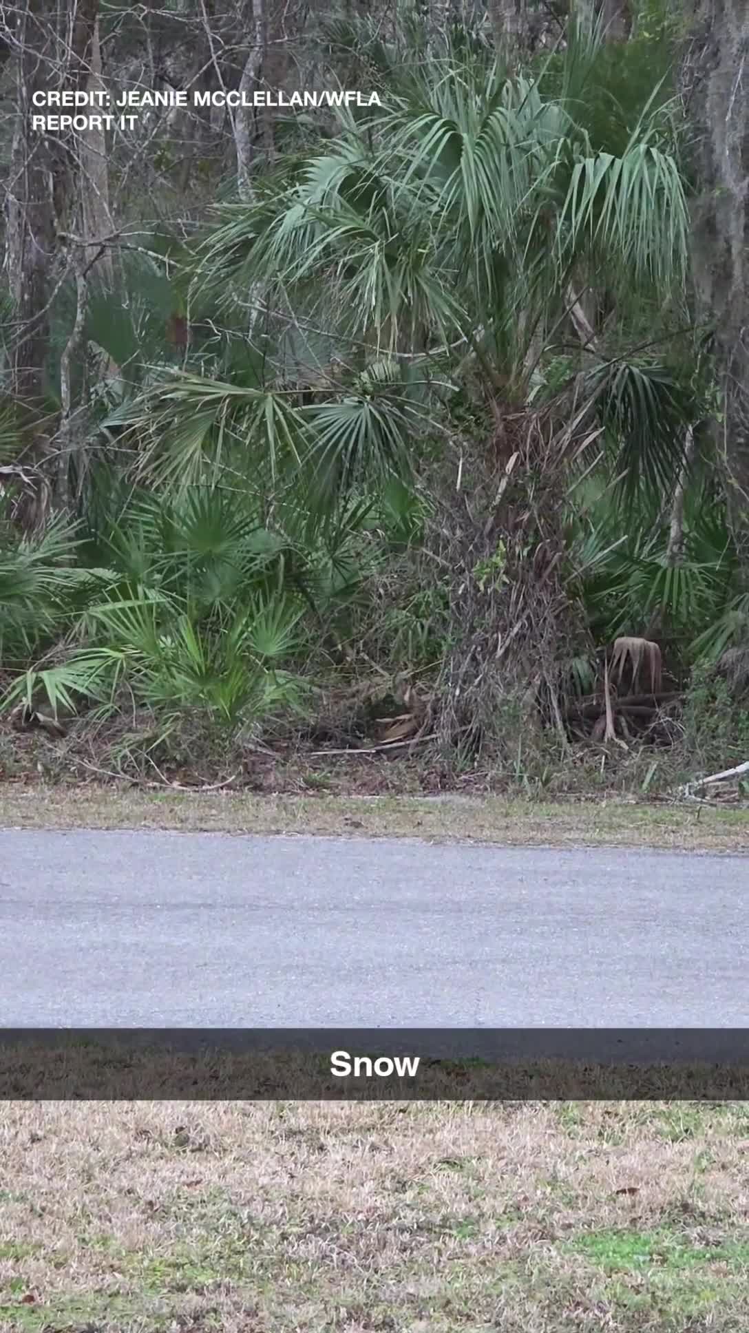 More flurries spotted in Crystal River – WFLA