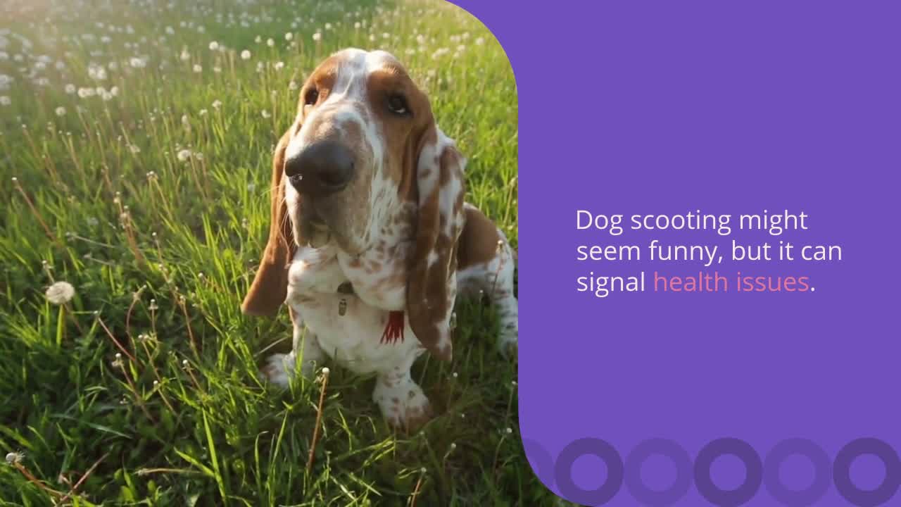Why is my dog scooting? Signs it’s time to see a vet – WFLA