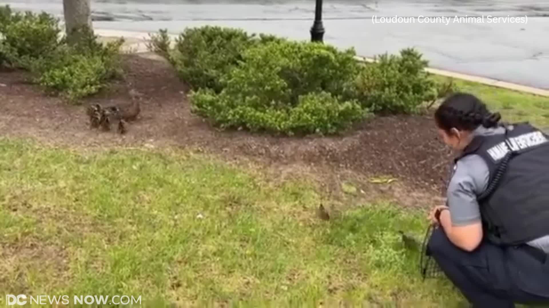 Family of ducklings rescued from sewer drain, reunited in Loudoun ...