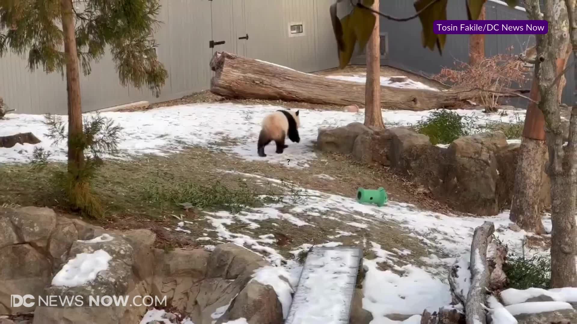 WATCH: DC’s giant panda make first public appearance at National Zoo ...