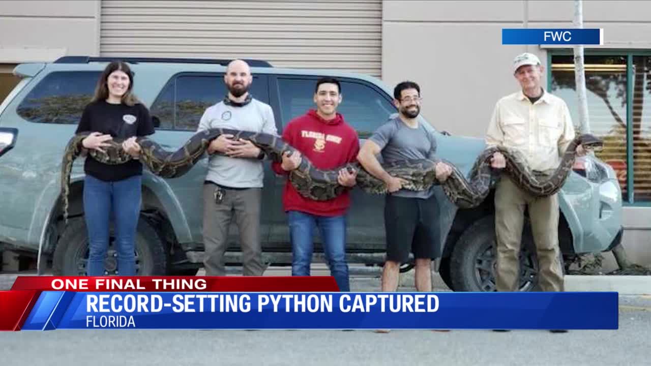 Record-setting python captured in Florida – WFXRtv
