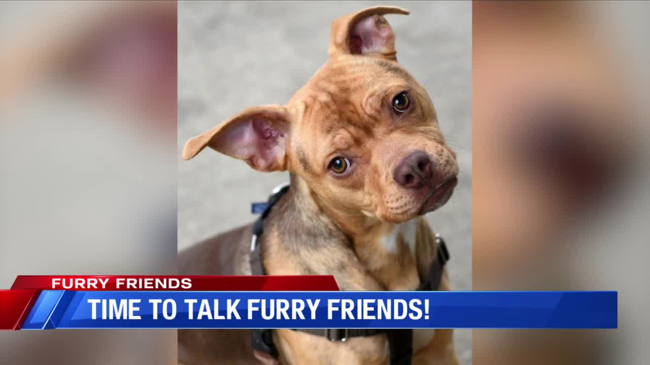 Furry Friends: Give Gizzy the gift of a forever home – WFXRtv