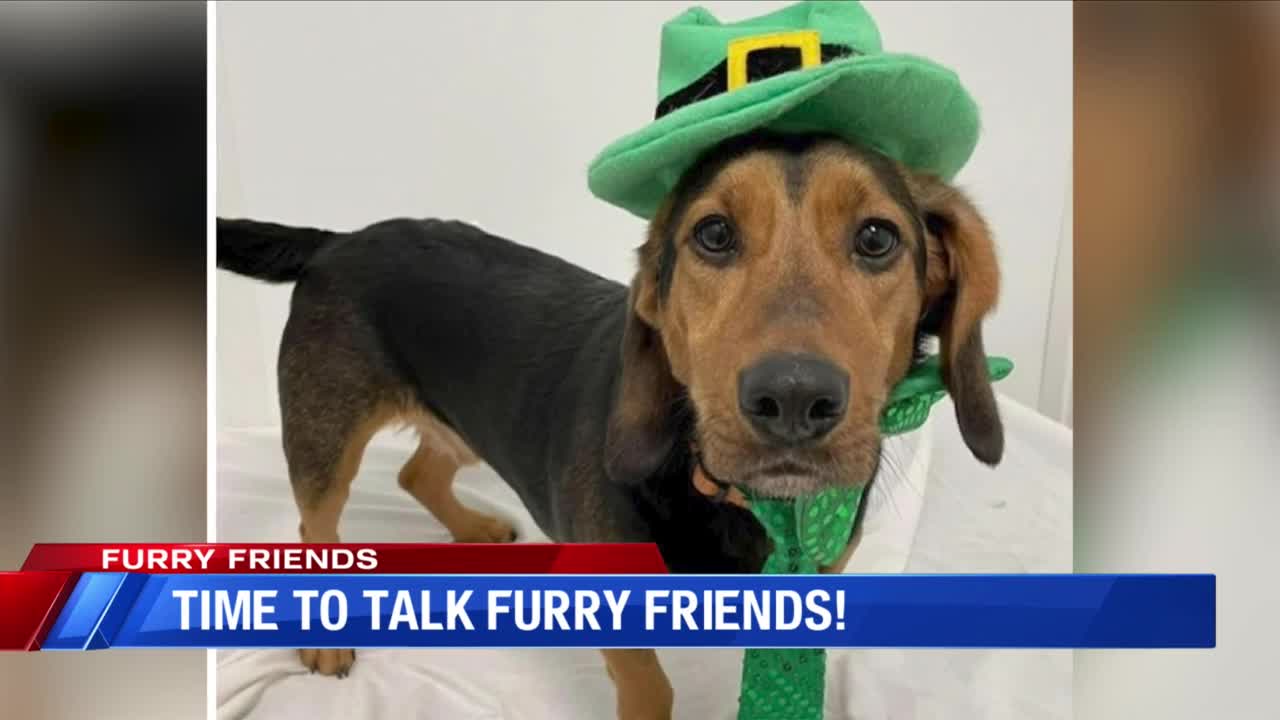 Furry Friends: Make Mac a happy pup with a forever home – WFXRtv