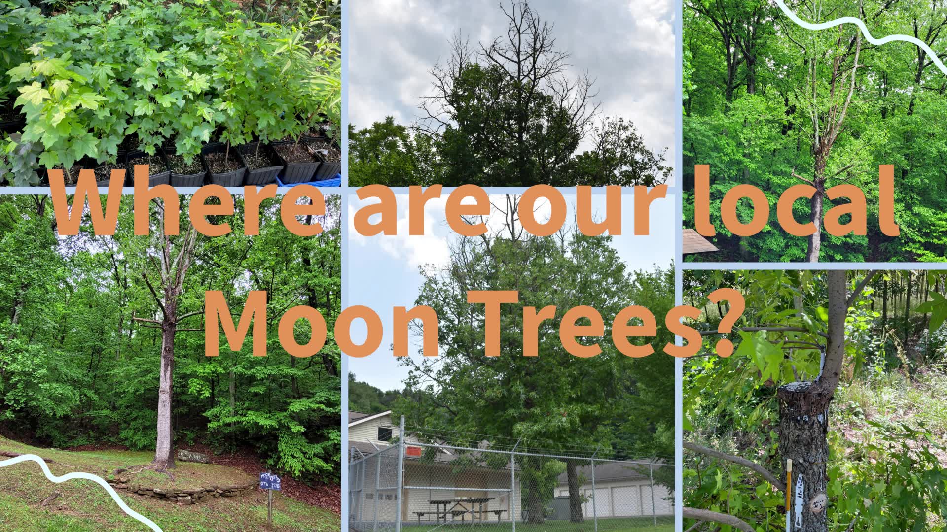 Where are our local Moon Trees? – Eyewitness News (WEHT/WTVW)