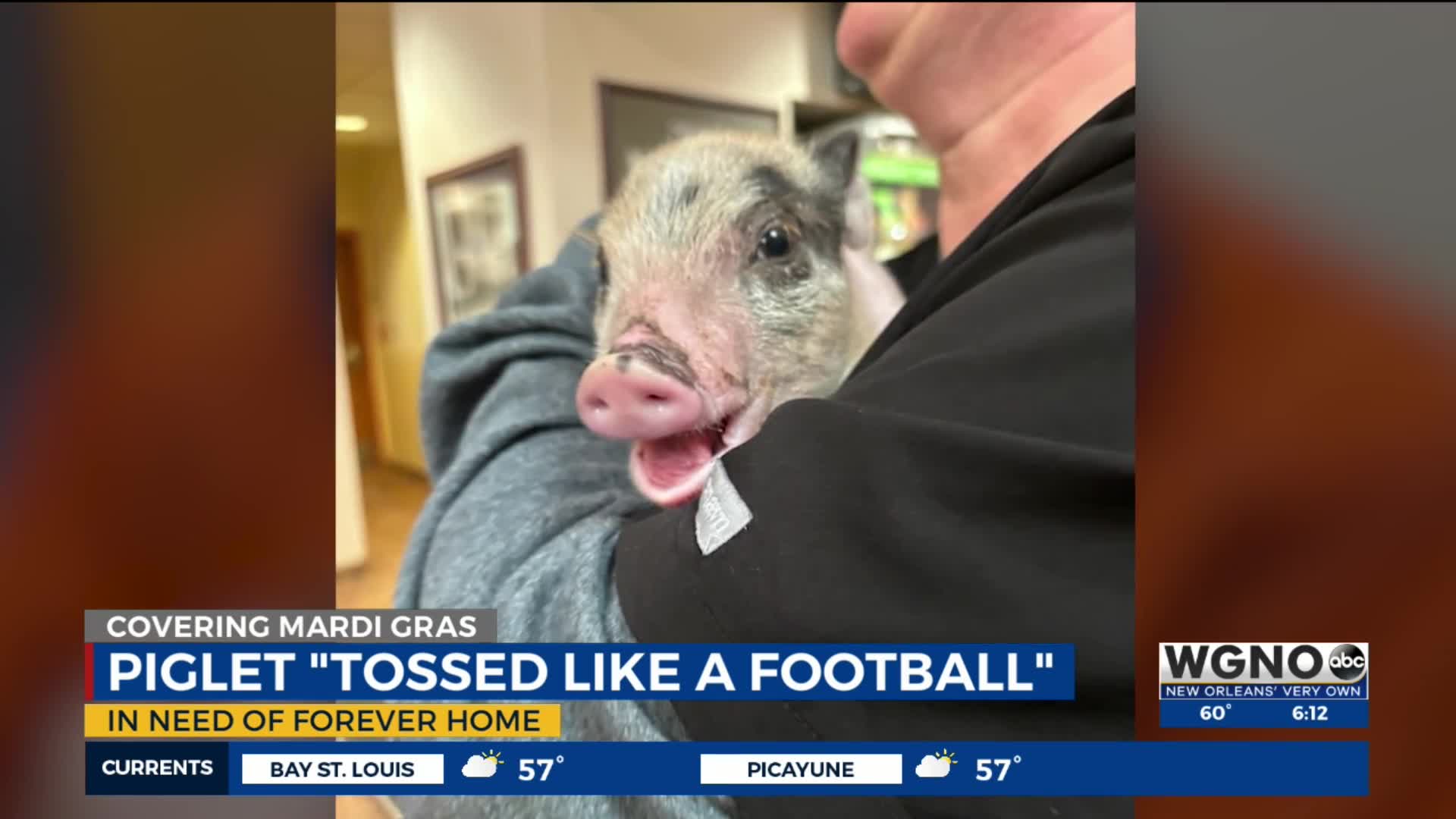 Piglet rescued after being ‘tossed like a football’ during Mardi Gras ...