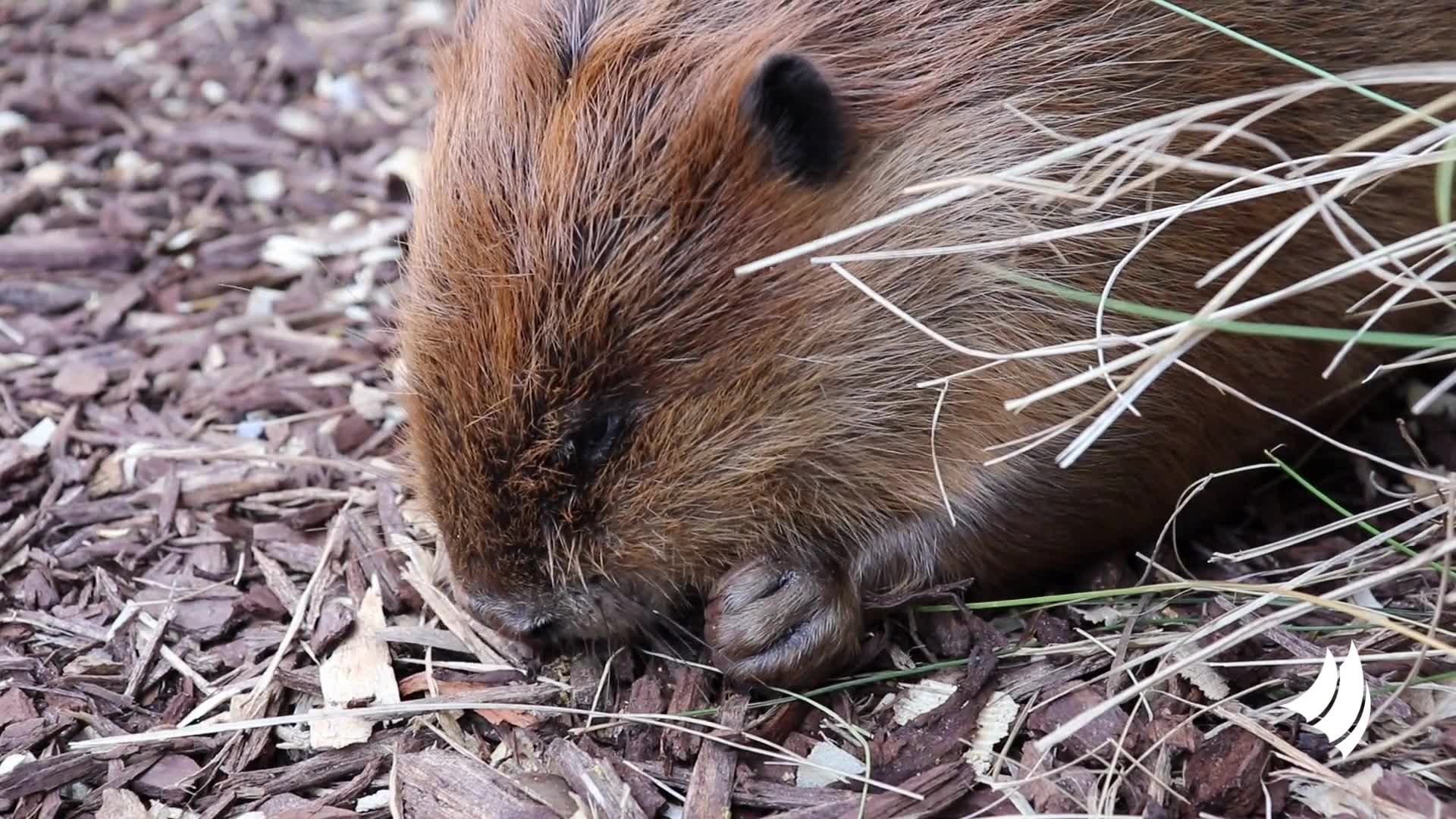 NATIONAL BEAVER DAY: Gulfport aquarium welcomes kits ‘ The Beaver ...