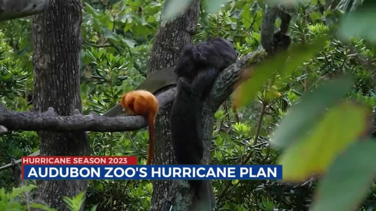 Hurricane Special Zoo Animals – WGNO