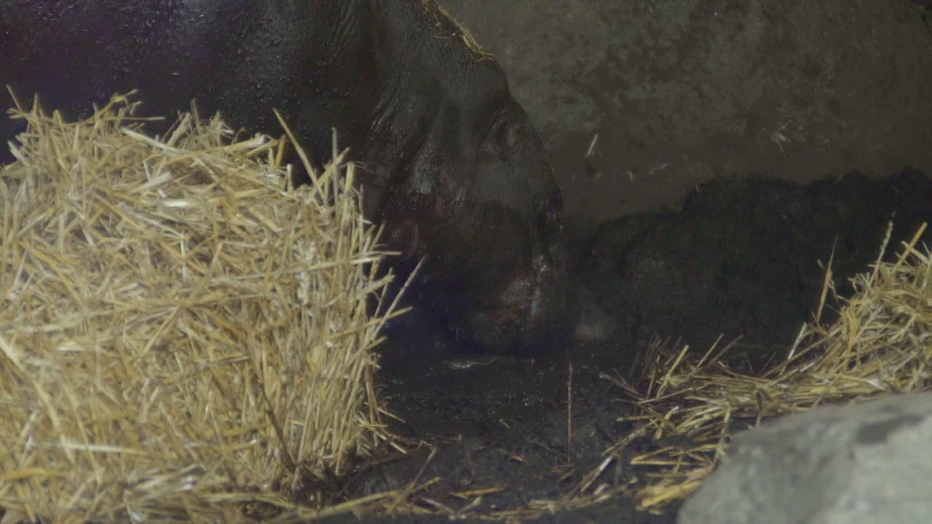 Rare pygmy hippo calf born at Greensboro Science Center – FOX8 WGHP