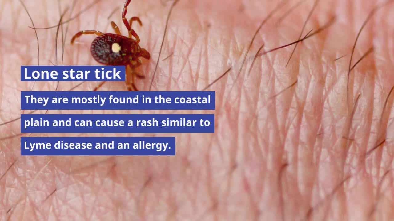 Tick bites begin to spike in April, May: Here’s how to keep yourself ...