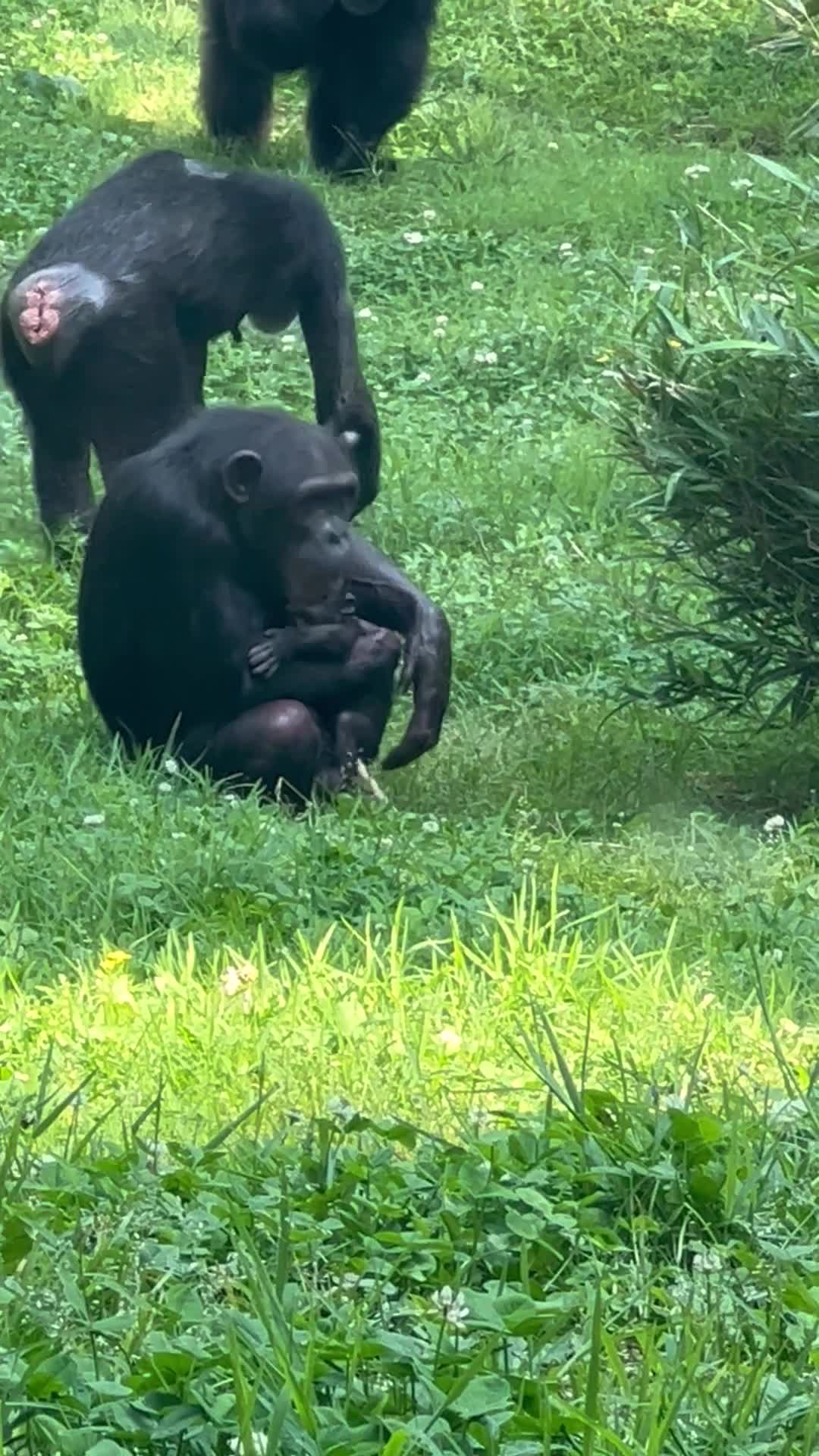 Baby chimp debuts at North Carolina Zoo – FOX8 WGHP