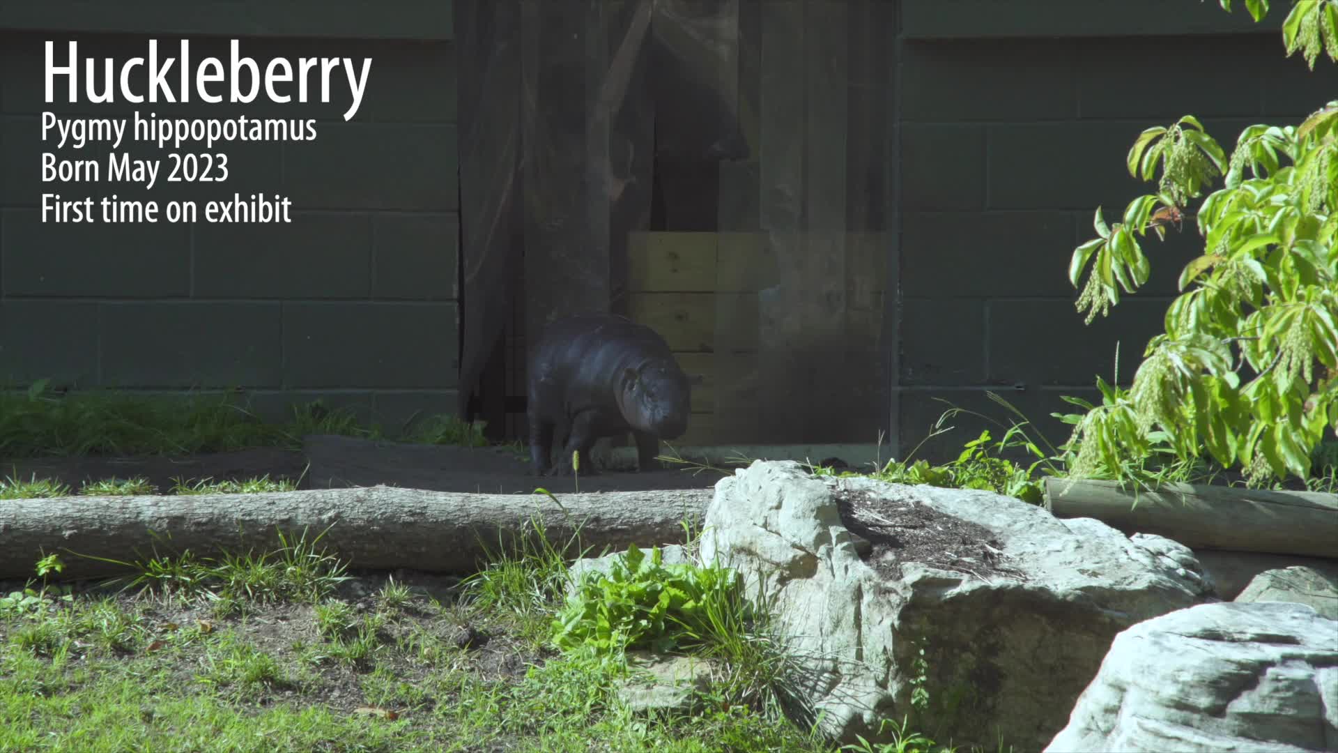 Baby pygmy hippo takes her first steps into enclosure at Greensboro ...