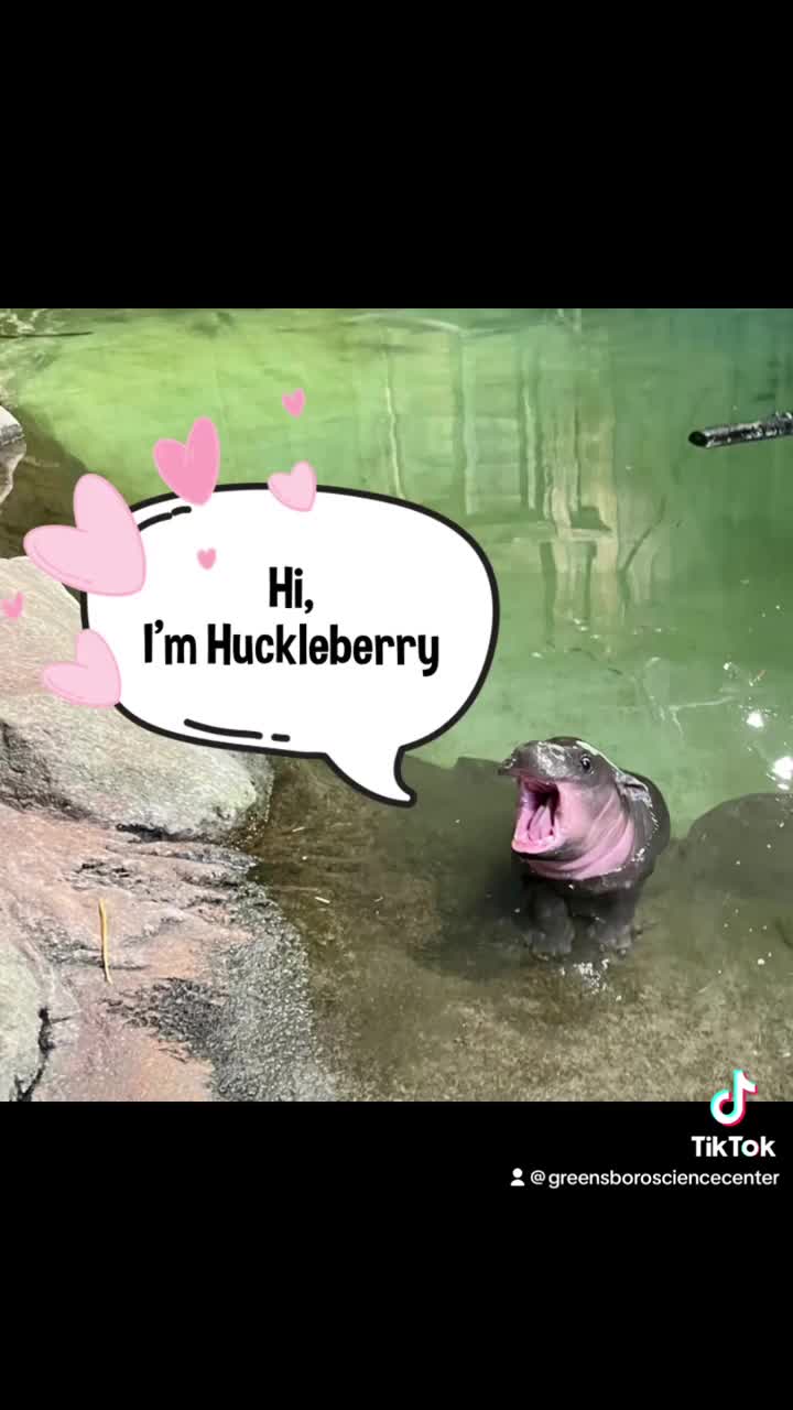 Meet Huckleberry! Rare pygmy hippo calf at GSC – FOX8 WGHP Meet Huckleberry! Rare pygmy hippo calf at GSC – FOX8 WGHP
