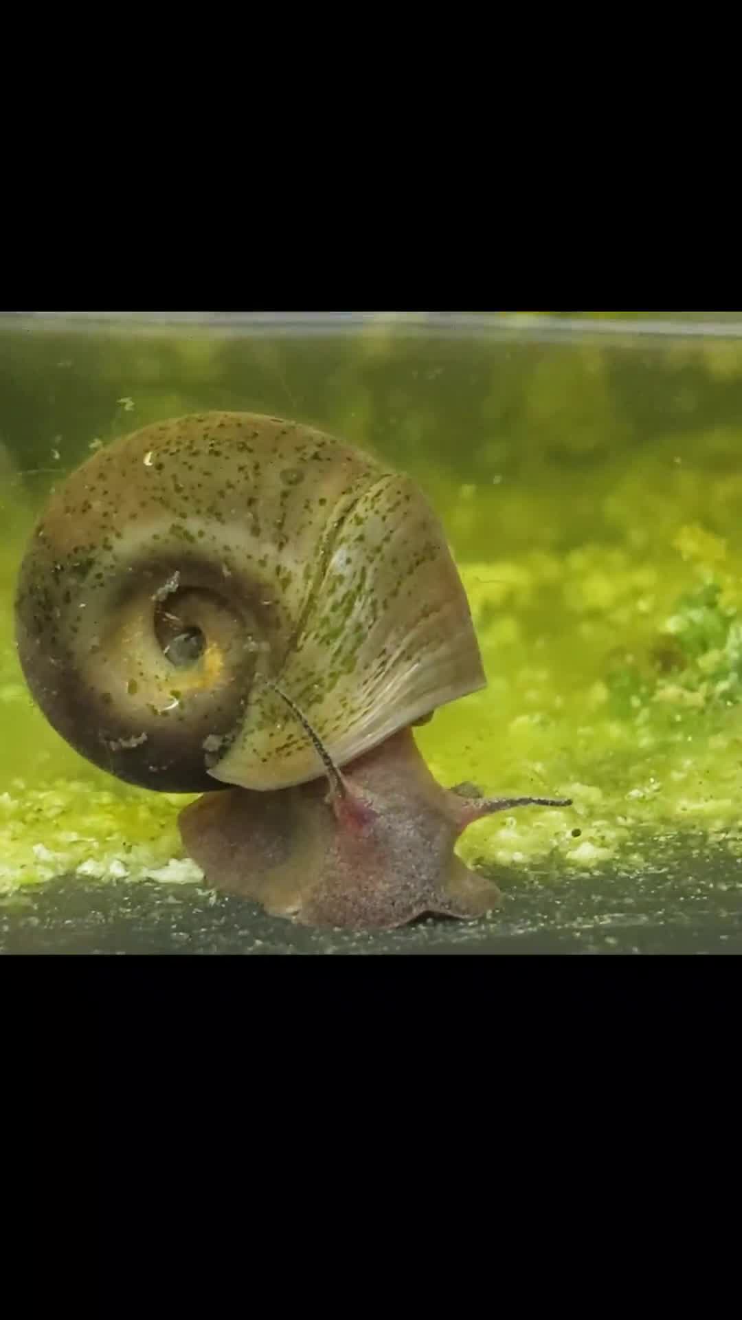 Magnificent ramshorn snail in habitat – FOX8 WGHP