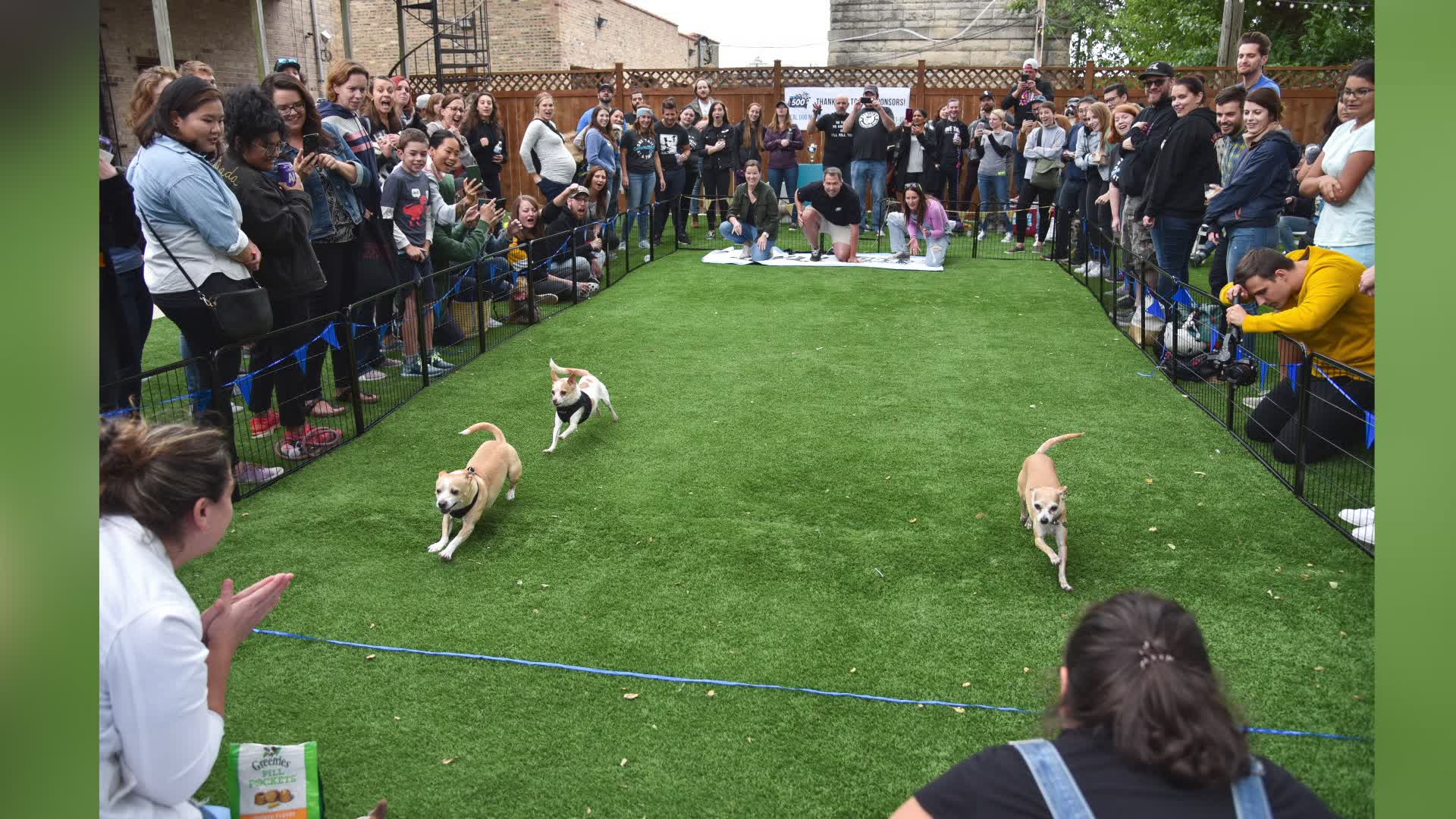 Tiny but mighty! Lil’ dogs compete in Tiny Dog 500 – WGN-TV