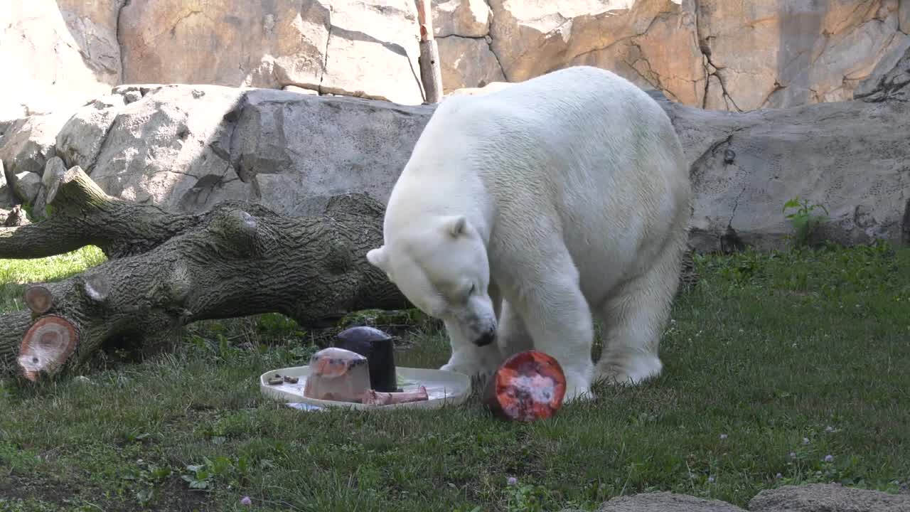 Animals at Brookfield Zoo Savor Independence Day Treats – WGN-TV